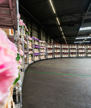 DL Flowers - Uw partner in sierteelt.
